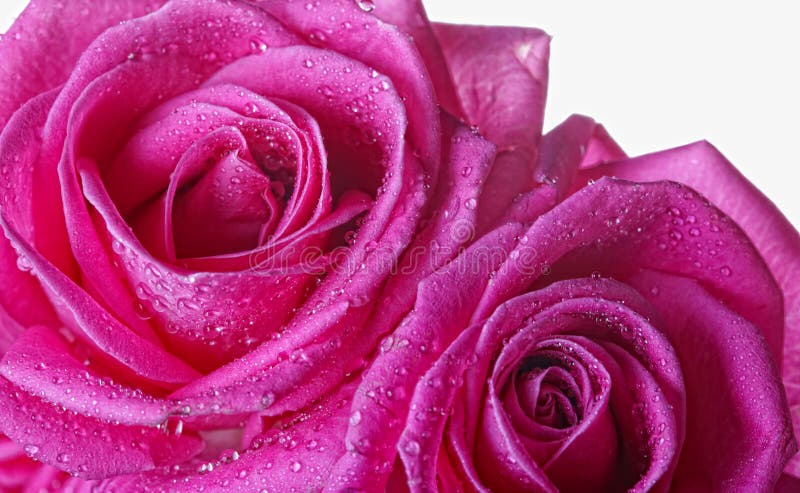 Two pink roses stock image. Image of nature, fresh, design - 62018259