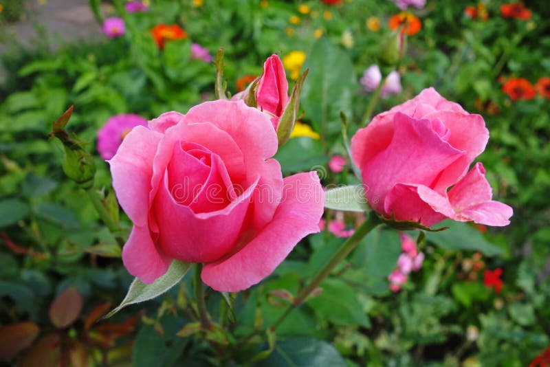 Two pink roses stock photo. Image of pink, plant, closeup - 123583768