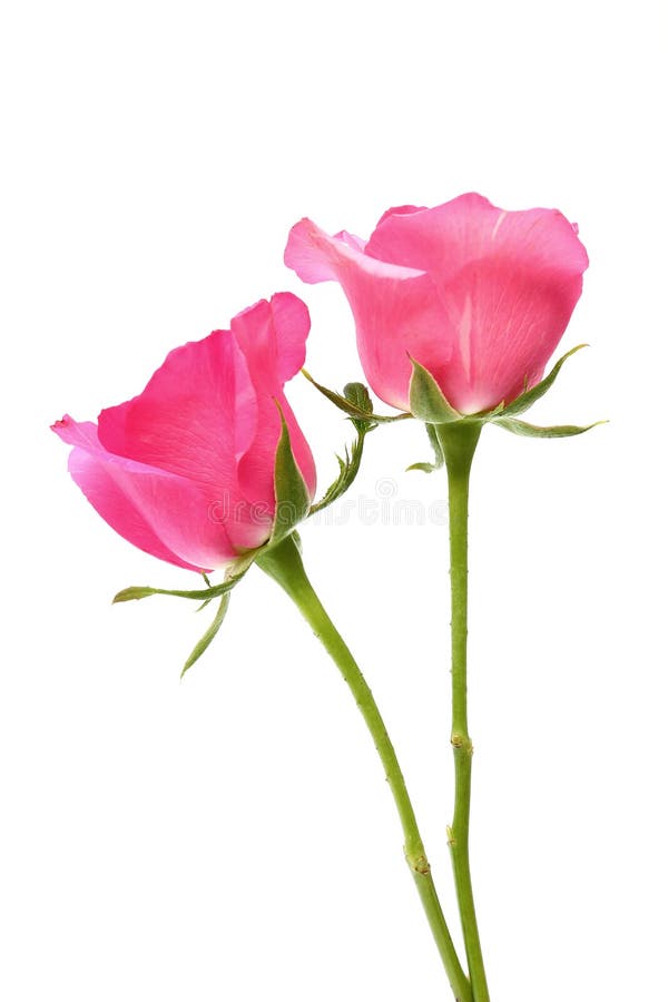Two Pink Roses on White Background with Space for Text Stock Photo ...