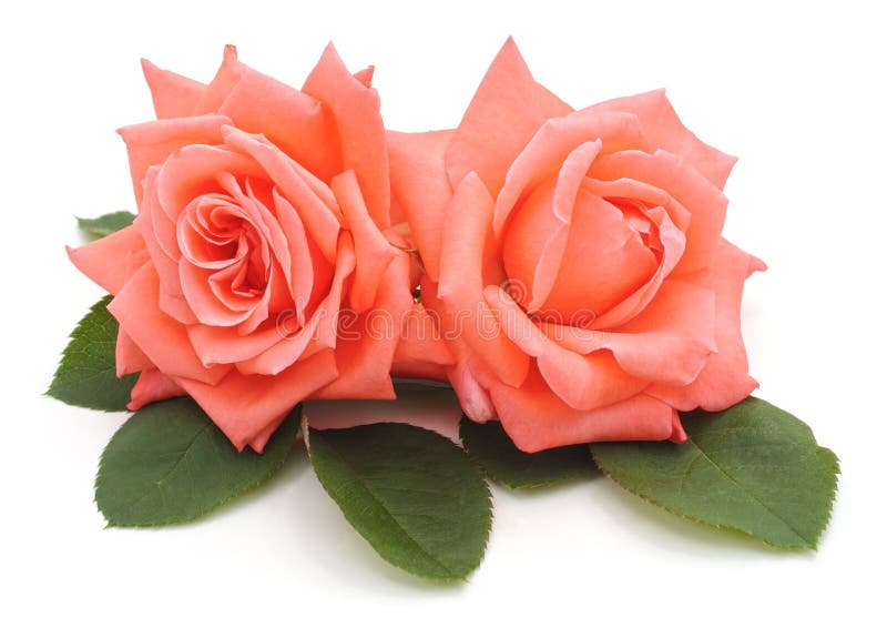 Two pink roses. stock photo. Image of love, elegance - 107696376