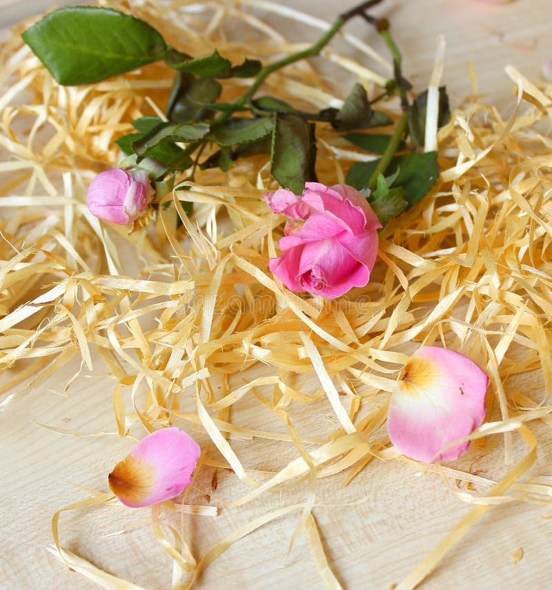 Two pink roses and wood stock photo. Image of beautiful - 128227934