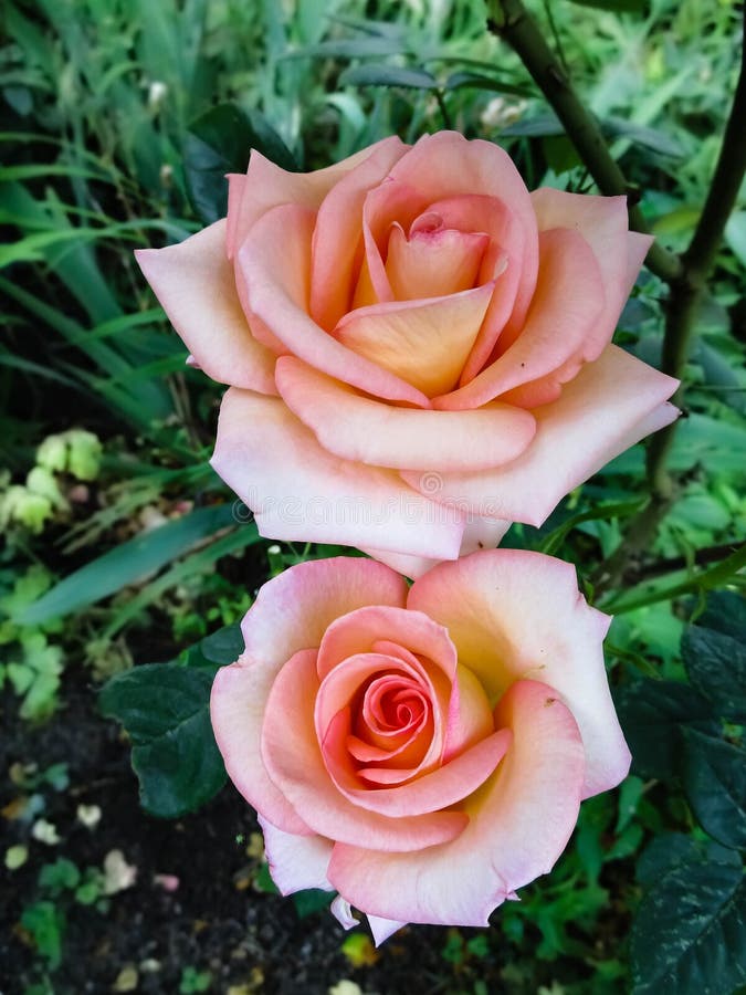 Two Pink Tea Roses in the Garden during the Day Stock Image - Image of ...