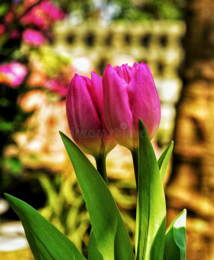 Two Pink Tulip Flowers Picture. Image: 109911112