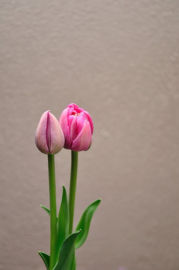 Two pink tulips stock image. Image of beautiful, gift - 154866469