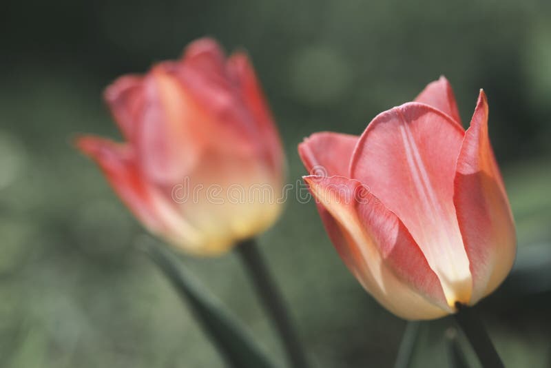 Two pink tulips stock image. Image of pink, postcard - 133152013
