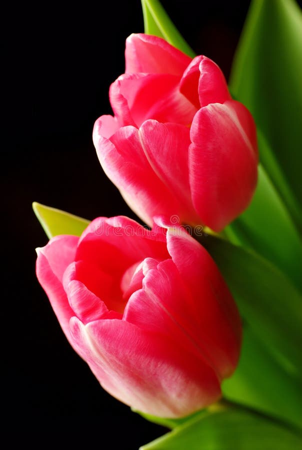 Two pink tulips stock photo. Image of still, holiday - 39813088