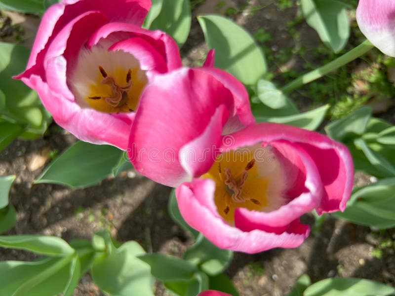 Two Pink Tulips in the Field. Parco Sigurtà, Valeggio Sul Mincio ...