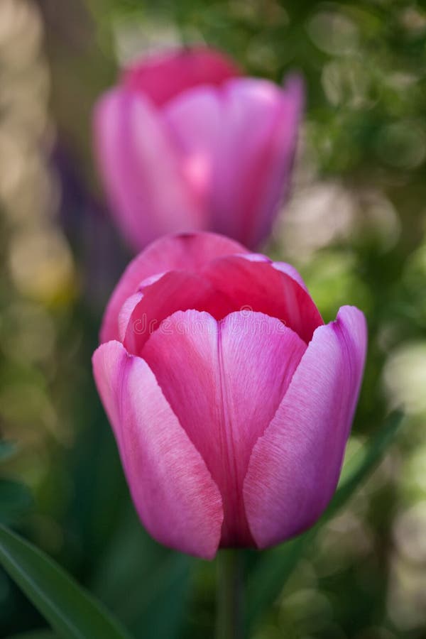 Two Pink Tulips in the Garden Stock Image - Image of flowers, garden ...