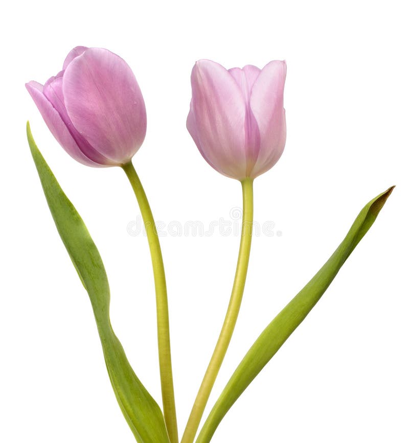 Two pink tulips stock photo. Image of grow, freshness - 240131866