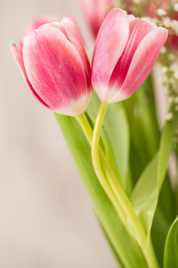 Two Pink Tulips with Stems Wrapped Around Each Other in a Love H Stock ...