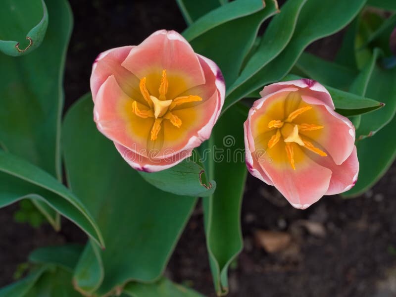 Two Pink Tulips from Top Side View Stock Image - Image of bloom ...