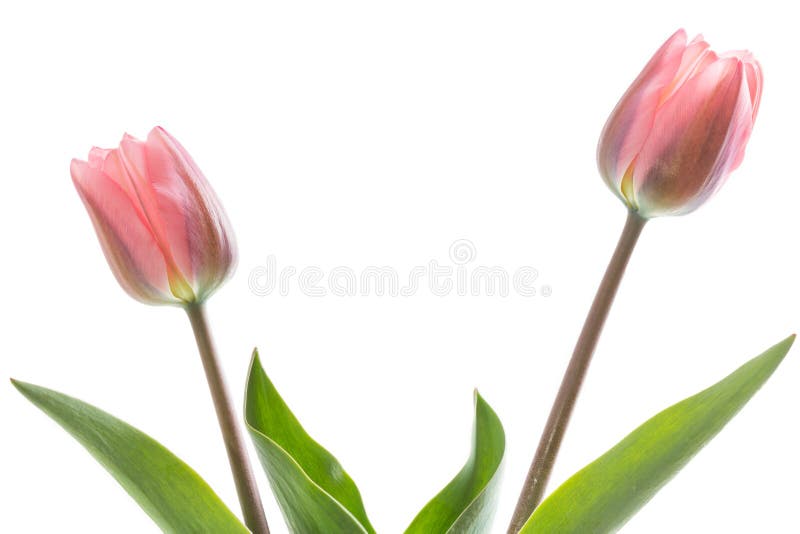 Two Pink Tulips on White Background Stock Image - Image of green ...