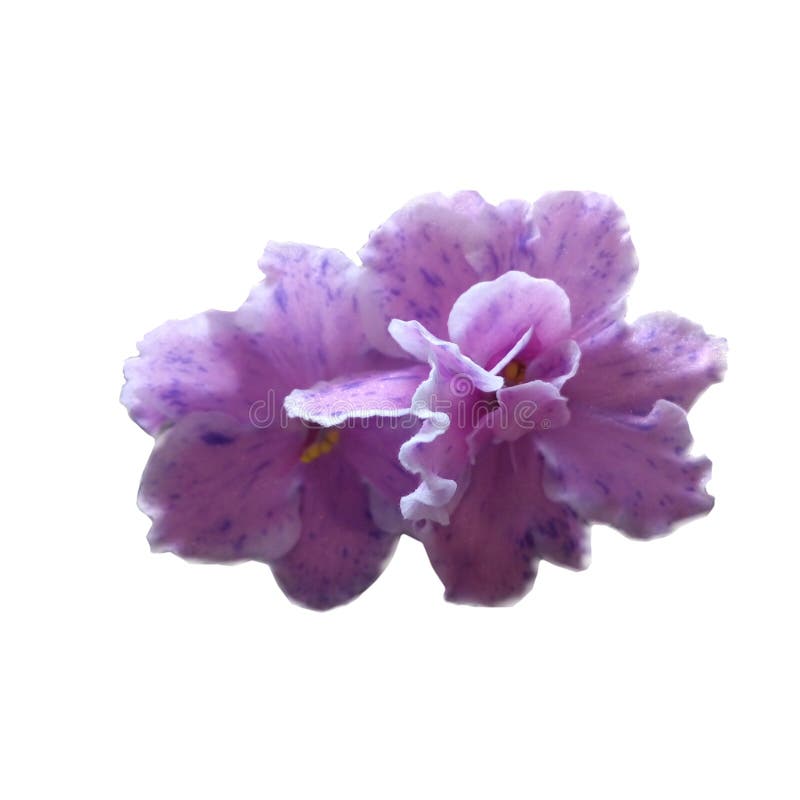 Two pink violets stock photo. Image of floral, violets - 129684142