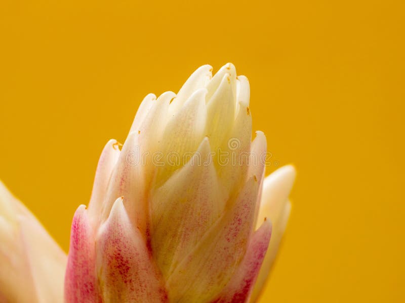 341 Sunflower Bottom Background Stock Photos - Free & Royalty-Free ...