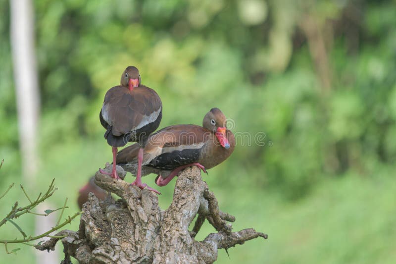 Pisingo Ducks Stock Photos - Free & Royalty-Free Stock Photos from ...