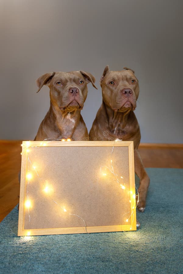 Two Pit Bull Dogs with an Empty Photo Frame Posing Indoors Stock Photo ...