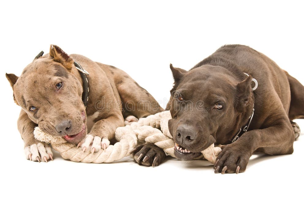 Two pit bull stock image. Image of expression, beautiful - 47150507