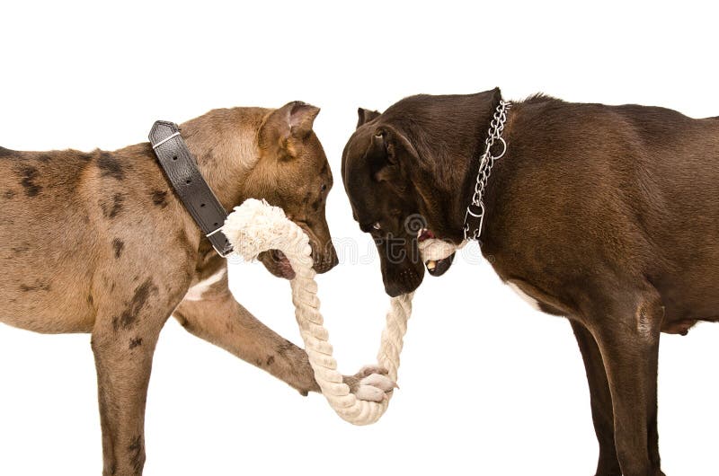 Two pitbulls gnaw rope stock image. Image of friendly - 48941063