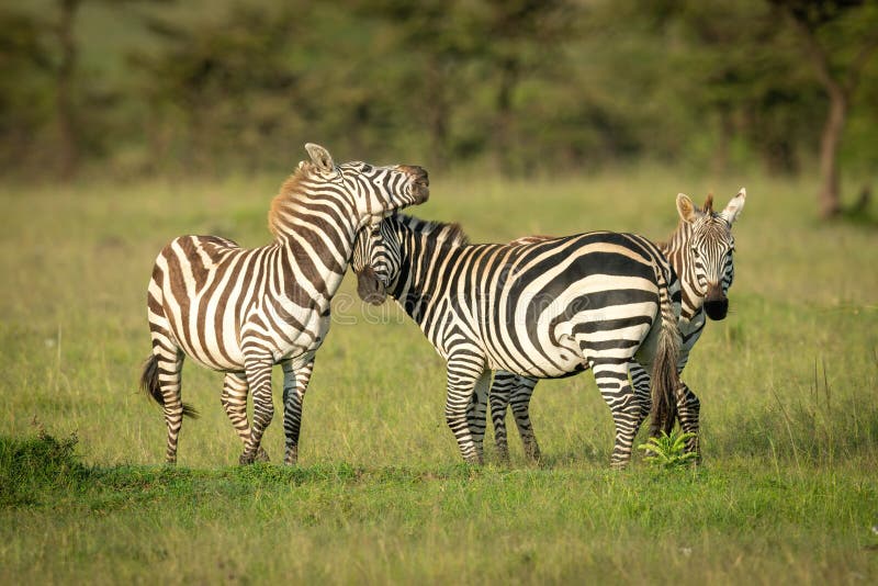 Two Plains Zebra Play Fight by Foal Stock Photo - Image of grass, bush ...