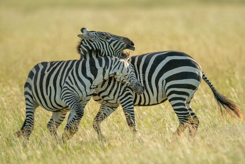 Two Plains Zebra Play Fight in Grass Stock Image - Image of game ...