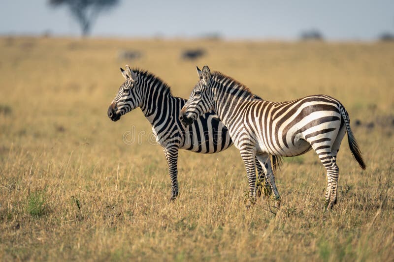 Two Plains Zebra Stand in Sunny Savannah Stock Photo - Image of ...