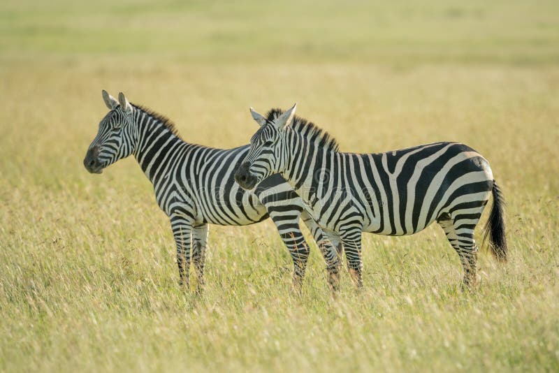 Two Plains Zebra Standing in Tall Grass Stock Photo - Image of mammal ...