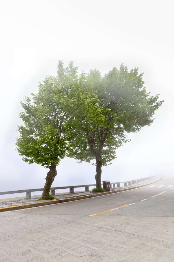 Two plane trees in the fog stock photo. Image of spring - 25206918