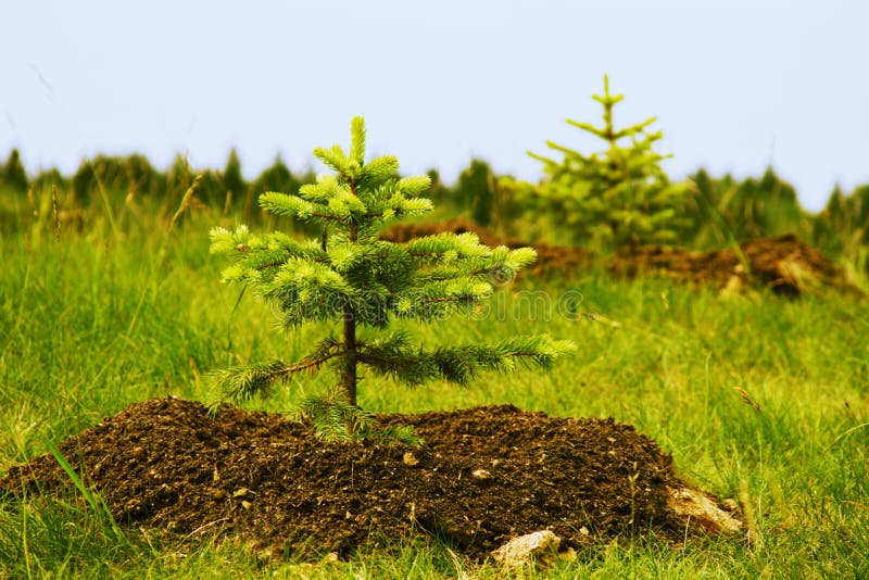 Two Planted Little Fir Trees Stock Image - Image of garden, flora: 22786089