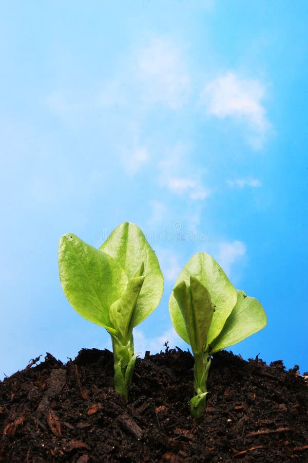 Sprouting Plants stock image. Image of concept, hope, garden - 4721567