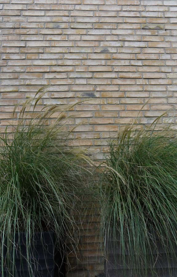 Two Plants with Brick Wall Texture Stock Photo - Image of brick, bricks ...