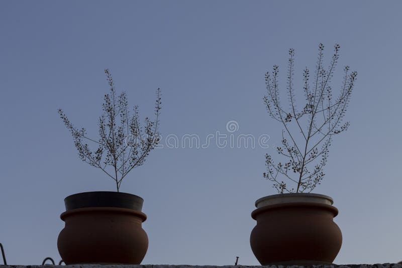 Two plants on terrace stock photo. Image of apartment - 113394186