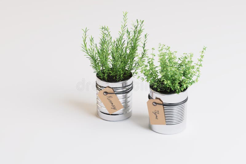 Two plants in pots stock photo. Image of ingredient - 121139180