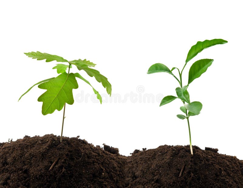 Two plants stock photo. Image of life, leaf, dirt, nature - 35084158