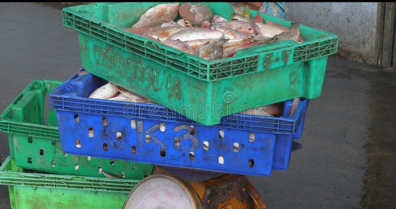 Two Plastic Crates Stacked on a Weight Scale.. the Crates are ...