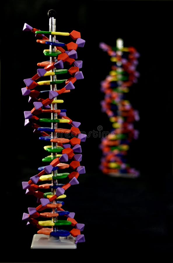112 Dna Models Stock Photos - Free & Royalty-Free Stock Photos from ...