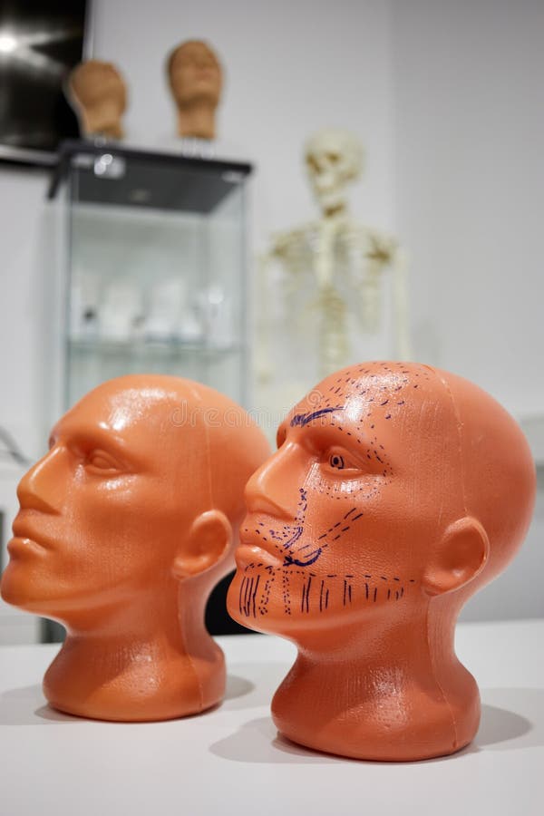 Two Plastic Models of Human Head with Cosmetology Stock Image - Image ...