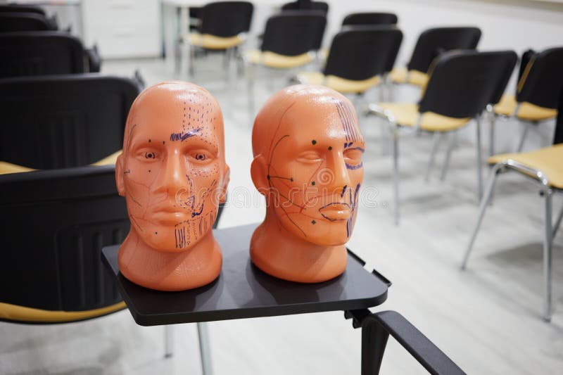 Two Plastic Models of Human Head with Cosmetology Stock Photo - Image ...