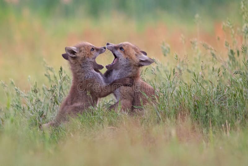 Playful Fox Kits in a Grassy Field Stock Image - Image of wildlife ...