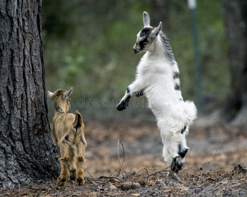 Two Playful Goats One White One Standing Up Tall Stock Photo - Image of ...