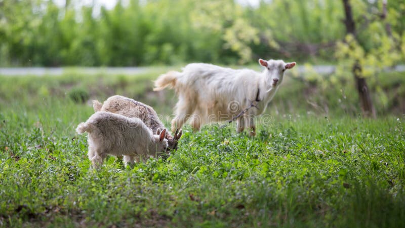 Two Playful Goats Explore Grassy Field Serene Rural Setting Stock ...