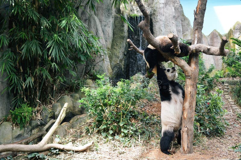 One Panda is Pulling the Other Panda Down from Tree Trunk Stock Photo ...