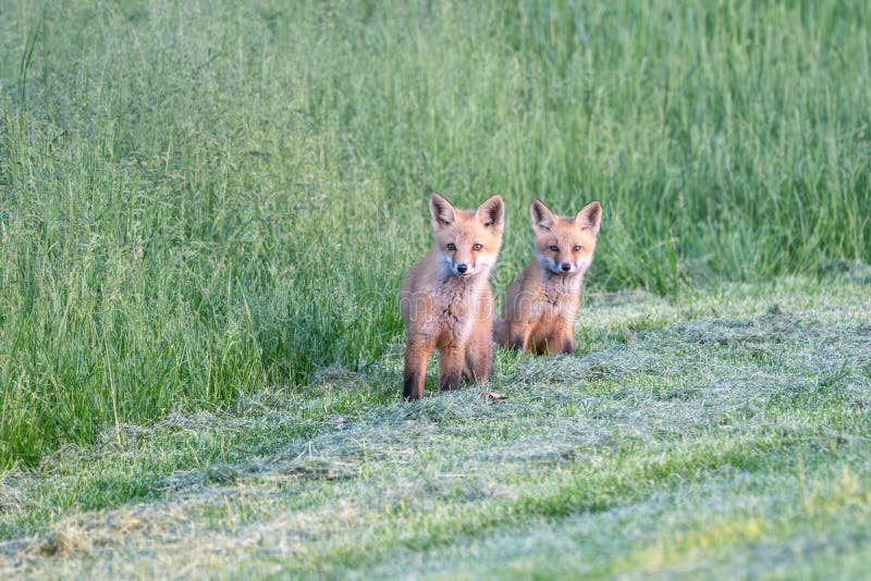 Two Playful Red Fox Kits Looking Stock Photo - Image of grazing, field ...