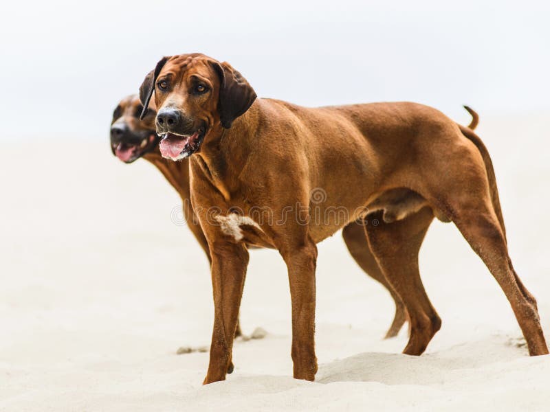 Rhodesian Ridgebacks by the River Stock Image - Image of friend ...