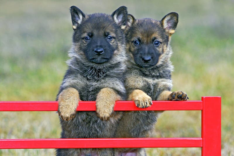 Two Playful Shepherd Puppies Stock Image - Image of playful, gate: 76062179