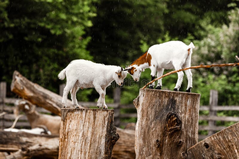 Two Playful Young Goats Butting Each Other in the Park Stock Photo ...