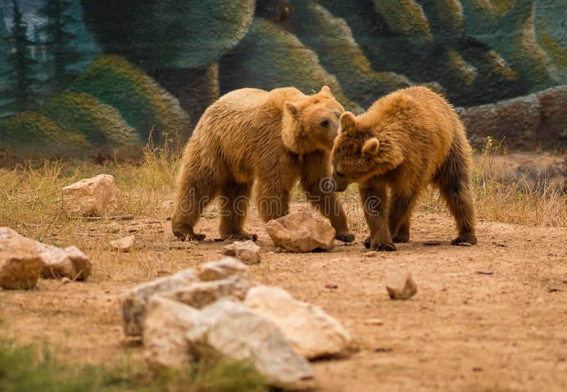 Two Playing Brown Teddy Bears Stock Image - Image of wildlife, safari ...