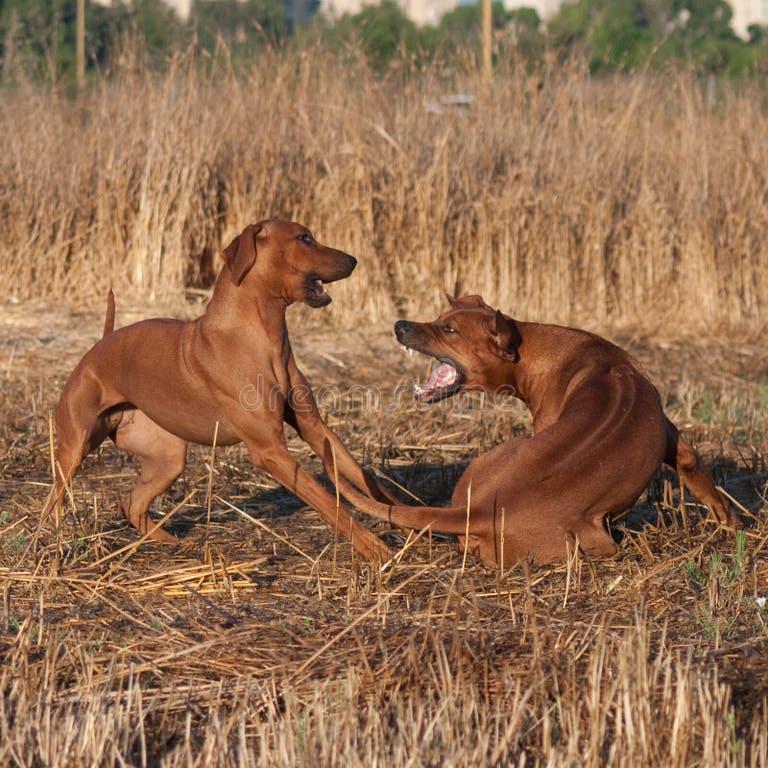 Two playing dogs stock image. Image of jump, strong, eyes - 42243721