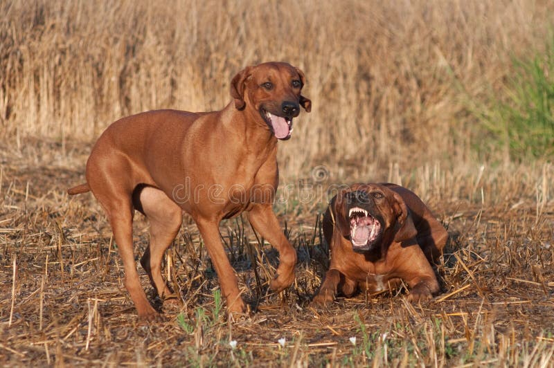 Two playing dogs stock photo. Image of mounth, eyes, open - 42243774