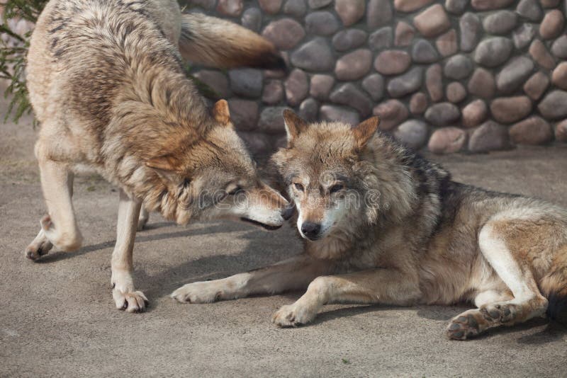 Two Playing Gray Wolves( Canis Lupus) Stock Photo - Image of outside ...