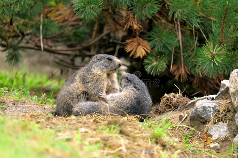 Two playing marmots stock image. Image of monkey, marmots - 273347001